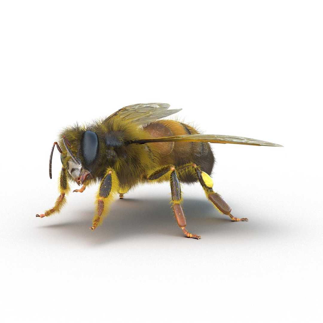 bee pose 4 3d model