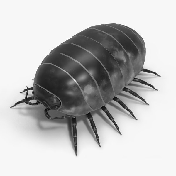 Woodlouse 3D model - TurboSquid 1848446