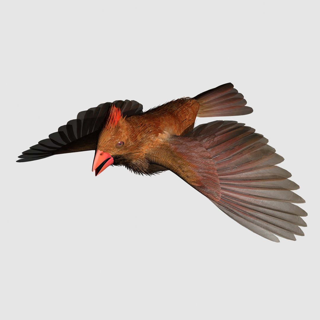 3d model cardinal female 2012 rigged lightwave