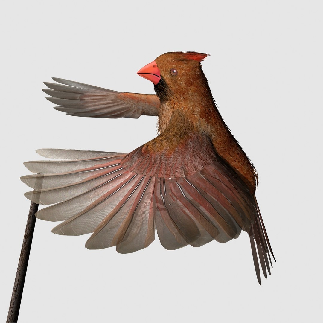 3d model cardinal female 2012 rigged lightwave