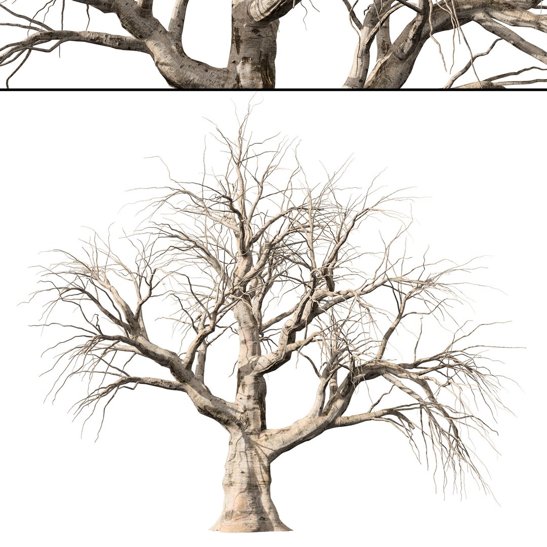3D Highly Detailed Tree Trunk Model - TurboSquid 2147797