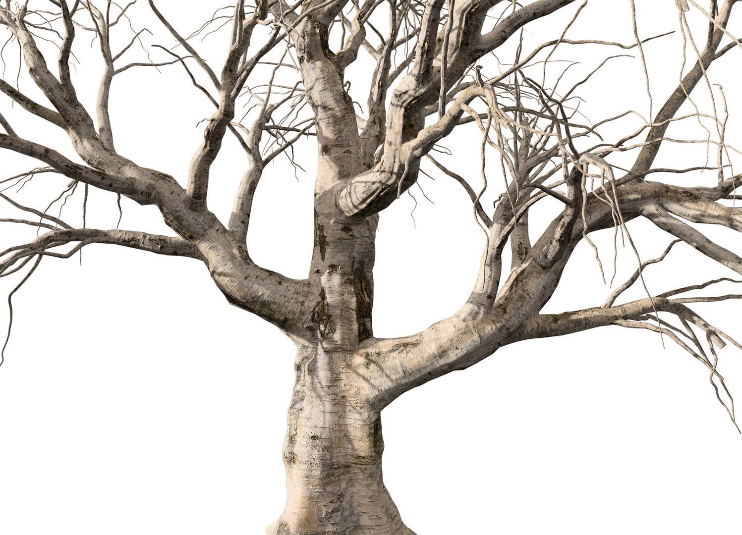 3D Highly Detailed Tree Trunk Model - TurboSquid 2147797