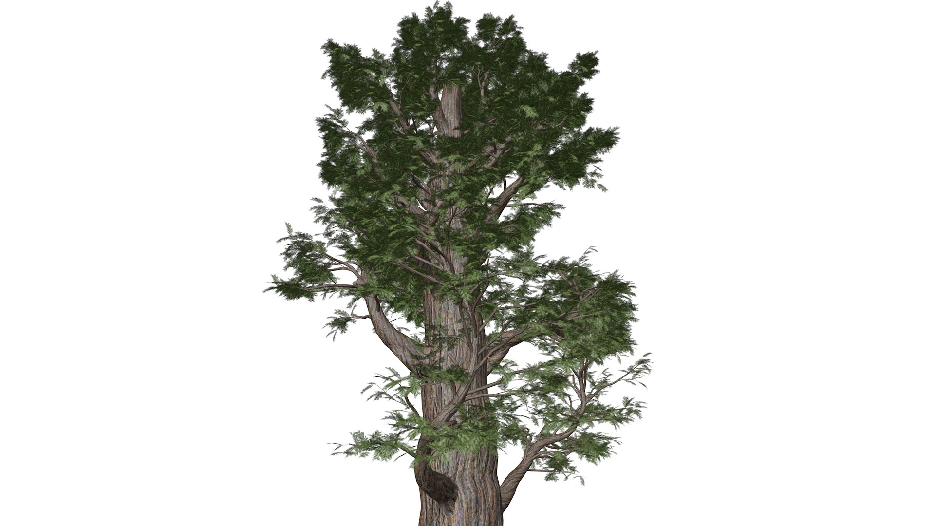 3D Giant Redwood Sequoia Tree - 07 - - TurboSquid 2373511