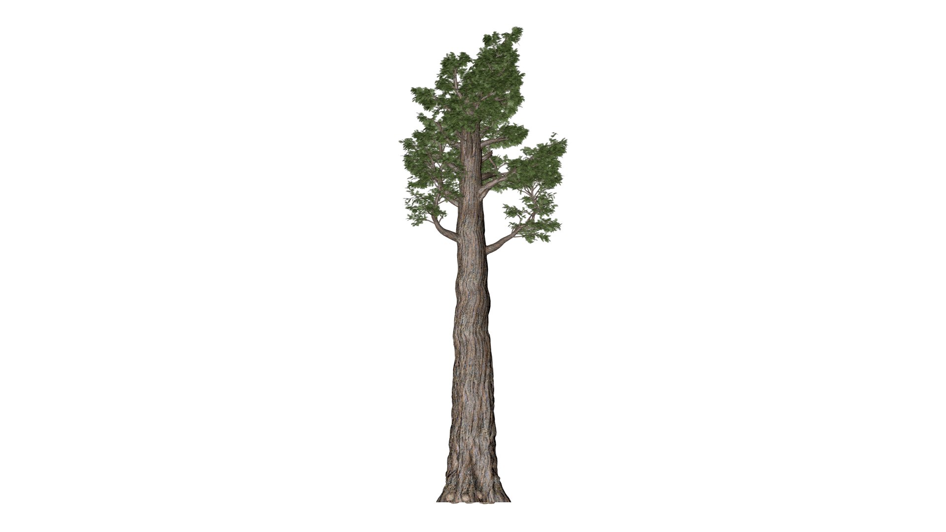 3D Giant Redwood Sequoia Tree - 07 - - TurboSquid 2373511
