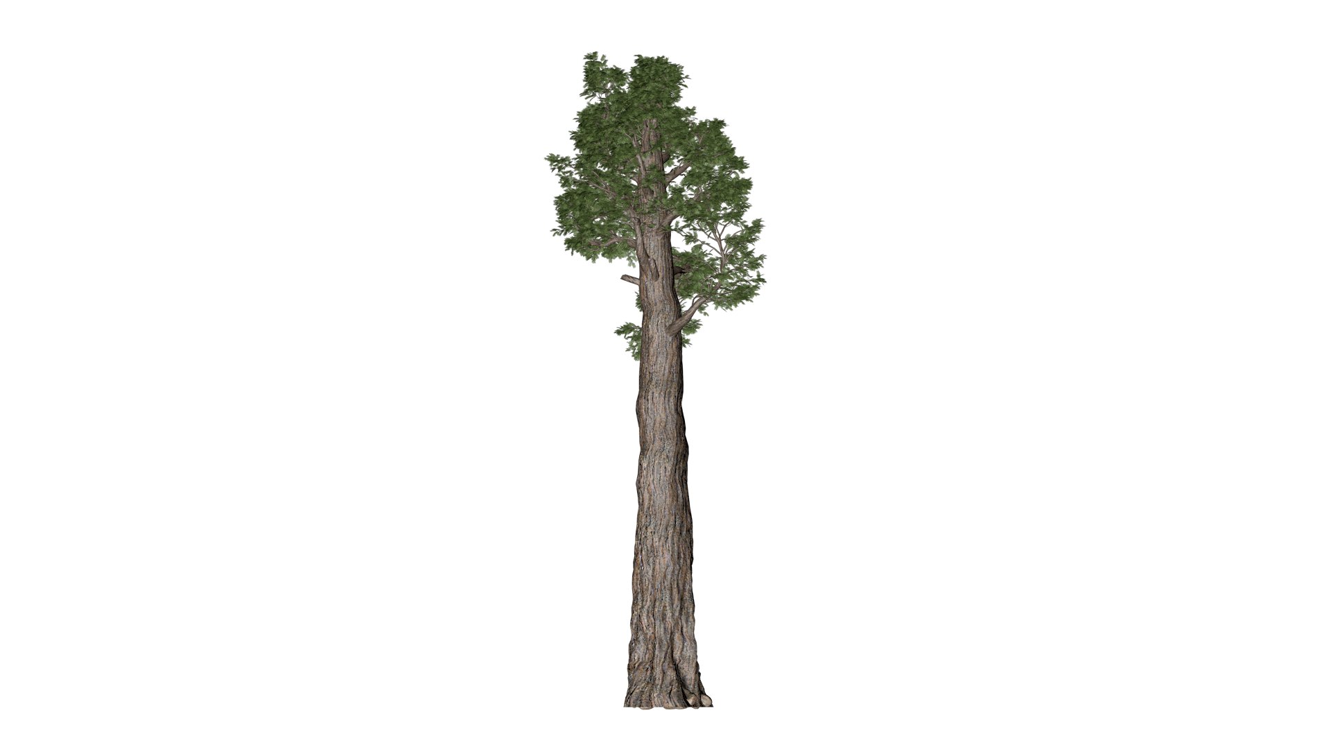 3D Giant Redwood Sequoia Tree - 07 - - TurboSquid 2373511