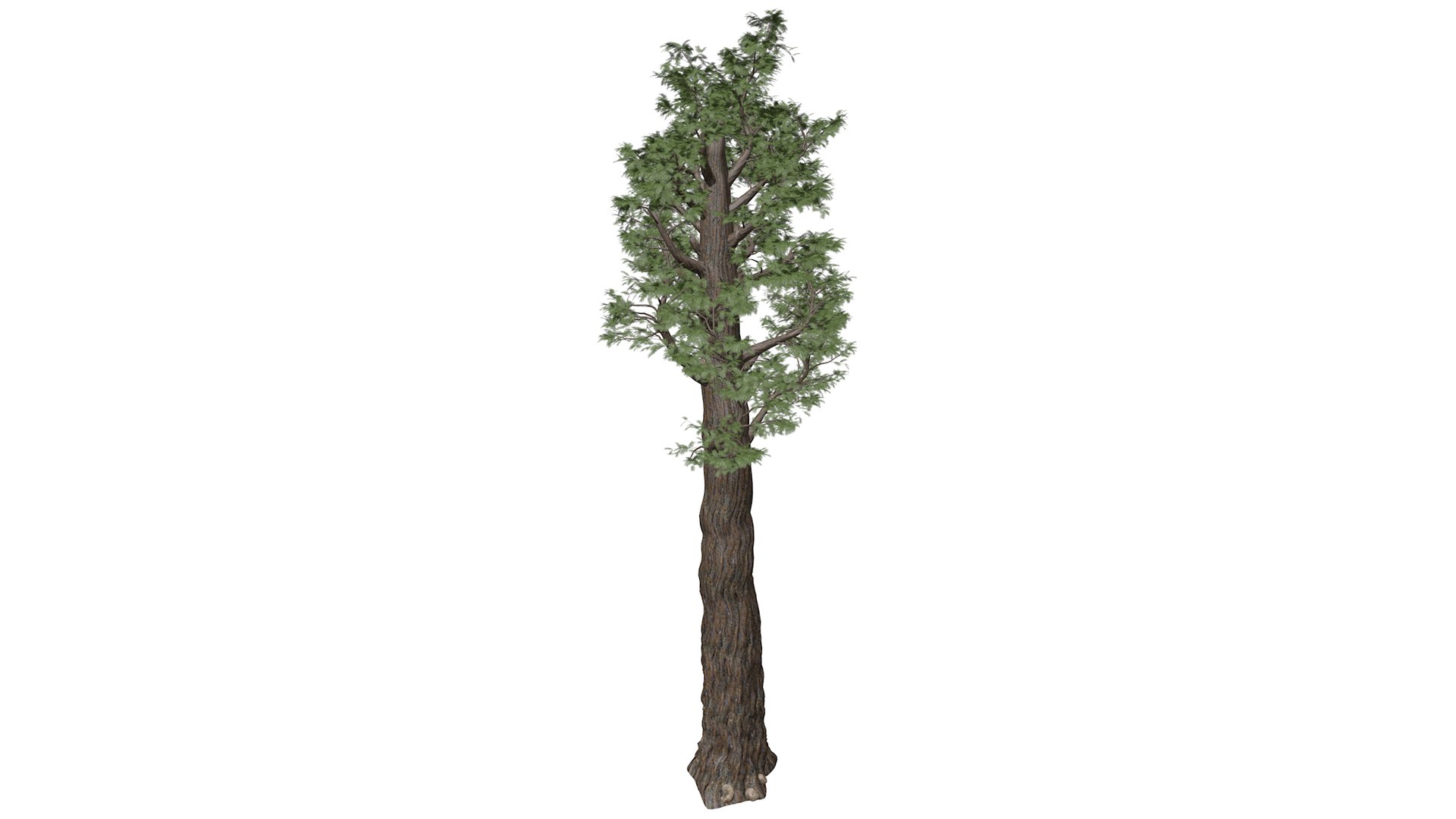 3D Giant Redwood Sequoia Tree Collection - TurboSquid 2378782