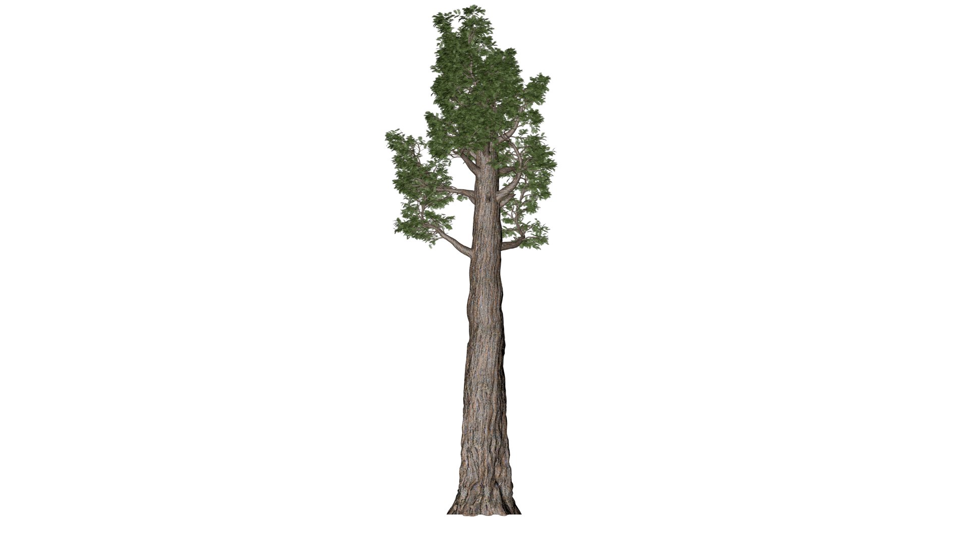 3D Giant Redwood Sequoia Tree - 07 - - TurboSquid 2373511