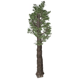 Download Free & Premium Tree Redwood 3D Models | TurboSquid