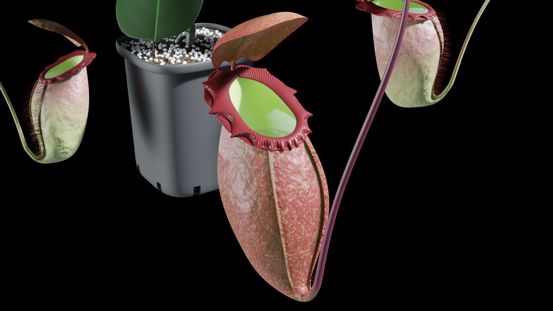 Nepenthes Rajah Plant 3D Model - TurboSquid 1658671