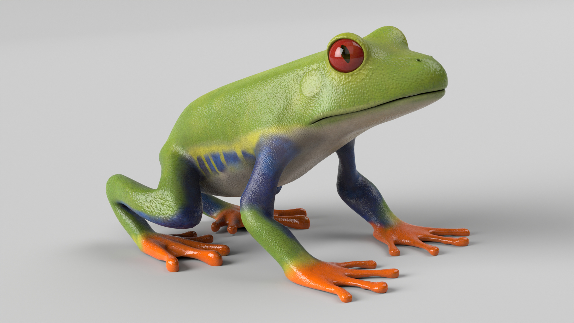 3D Red Eyed Tree Frog Model - TurboSquid 2073941