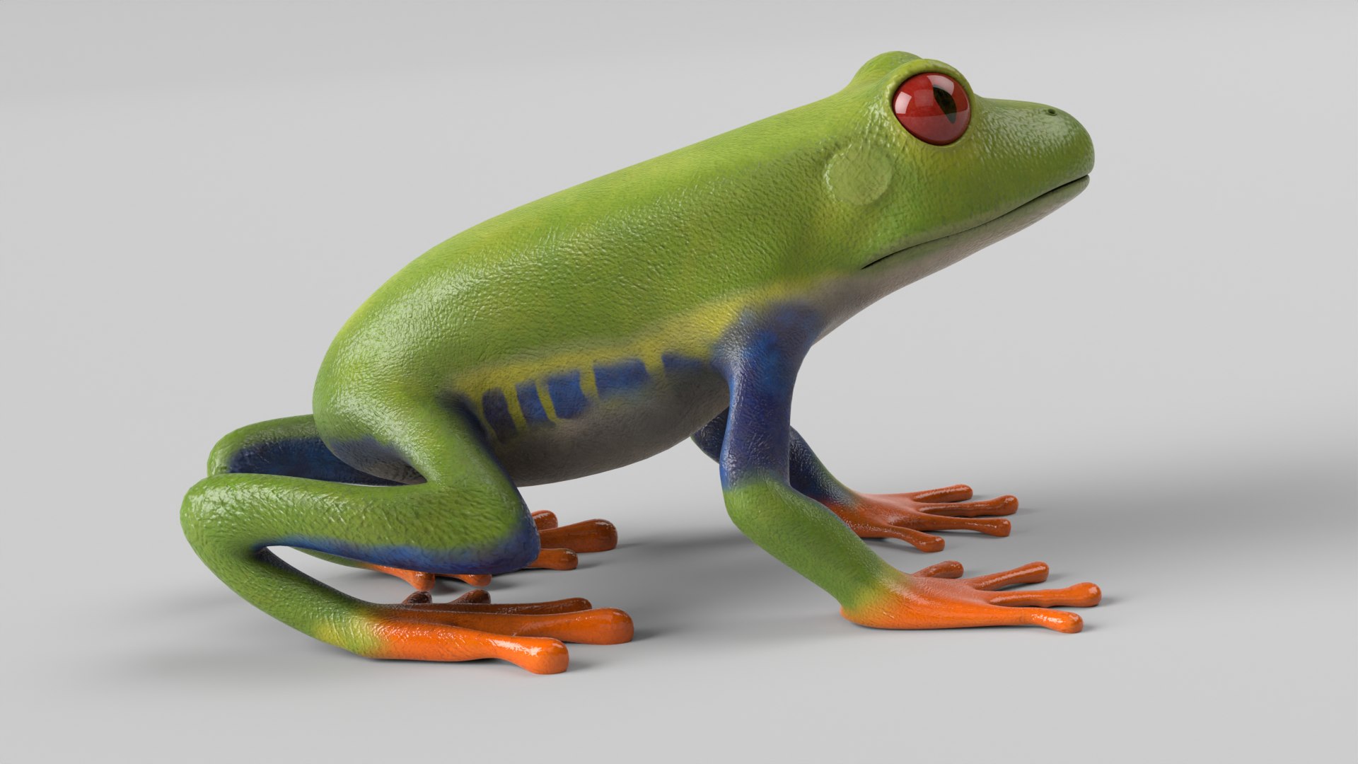 3D Red Eyed Tree Frog Model - TurboSquid 2073941