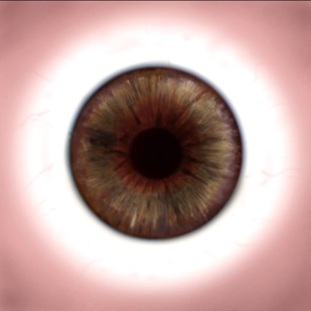 3D Model Fabrosaurus Dinosaur Jurassic Animal - TurboSquid 2350364