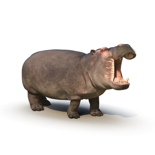 hippopotamus pose 2 fur max