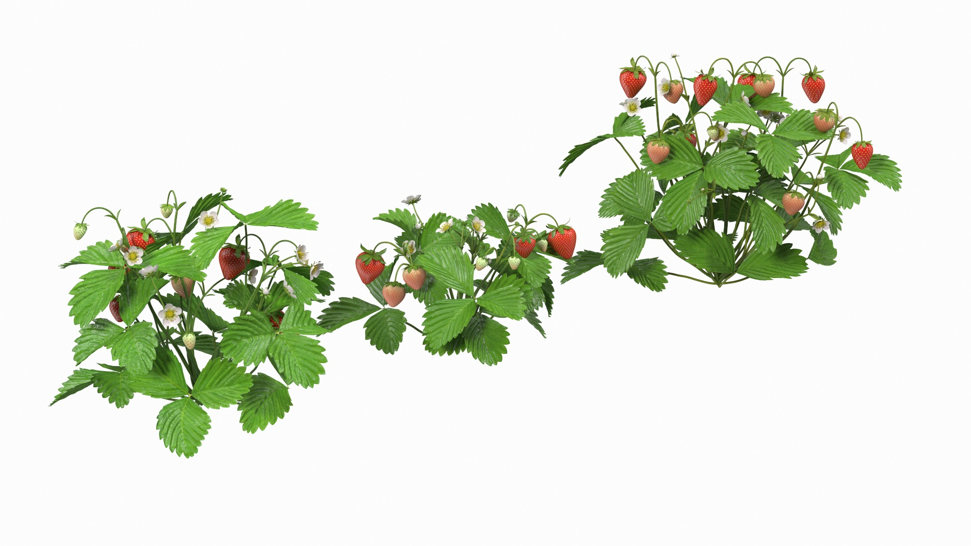 3D Model Bush Strawberry Plant Fruits - TurboSquid 1622841