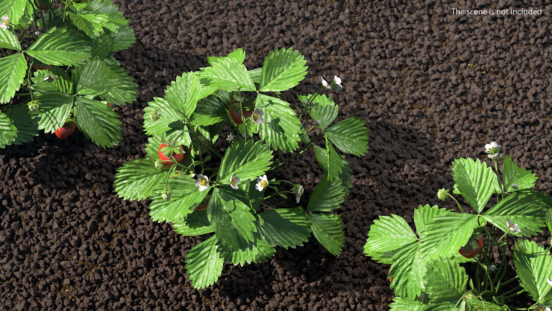 3D Model Bush Strawberry Plant Fruits - TurboSquid 1622841