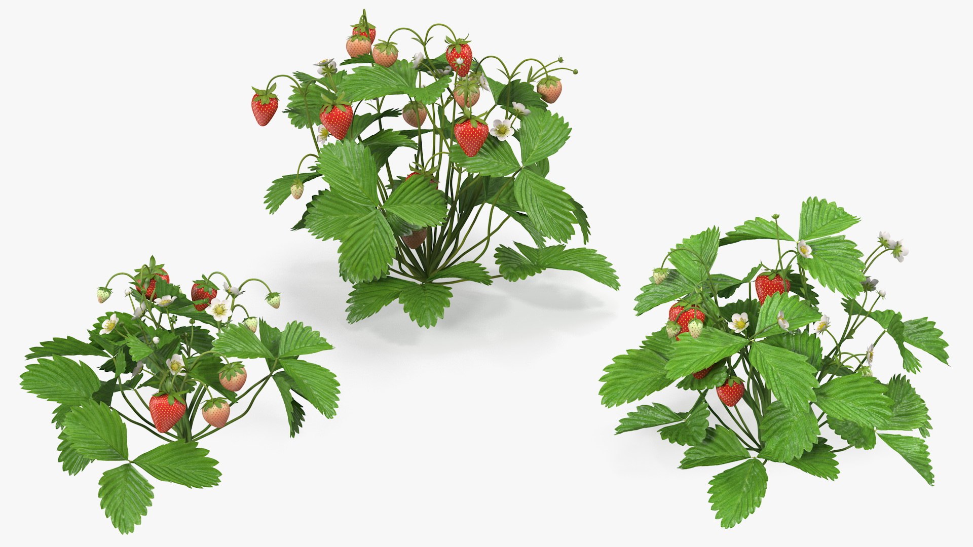 3D Model Bush Strawberry Plant Fruits - TurboSquid 1622841