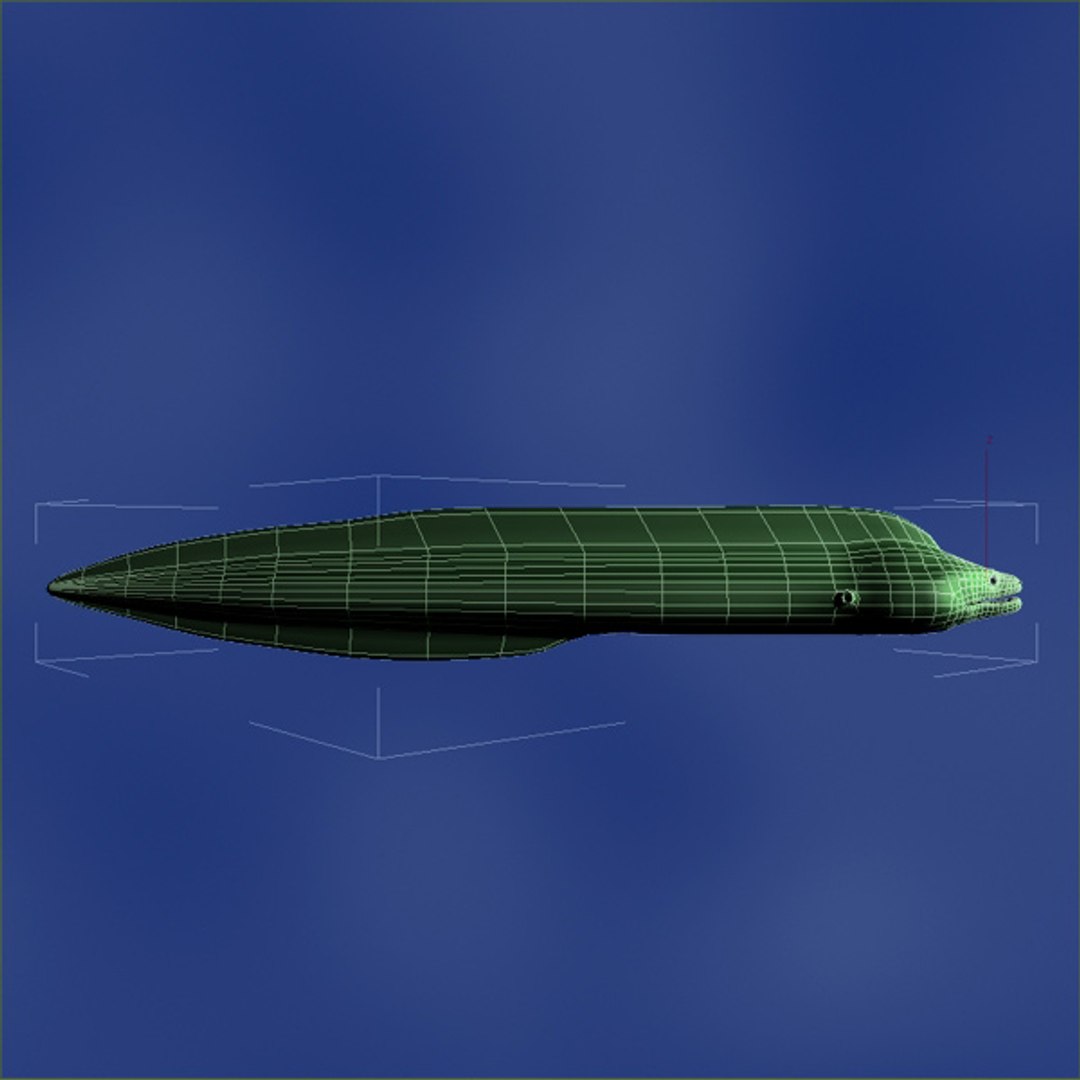 Moray 3d Model