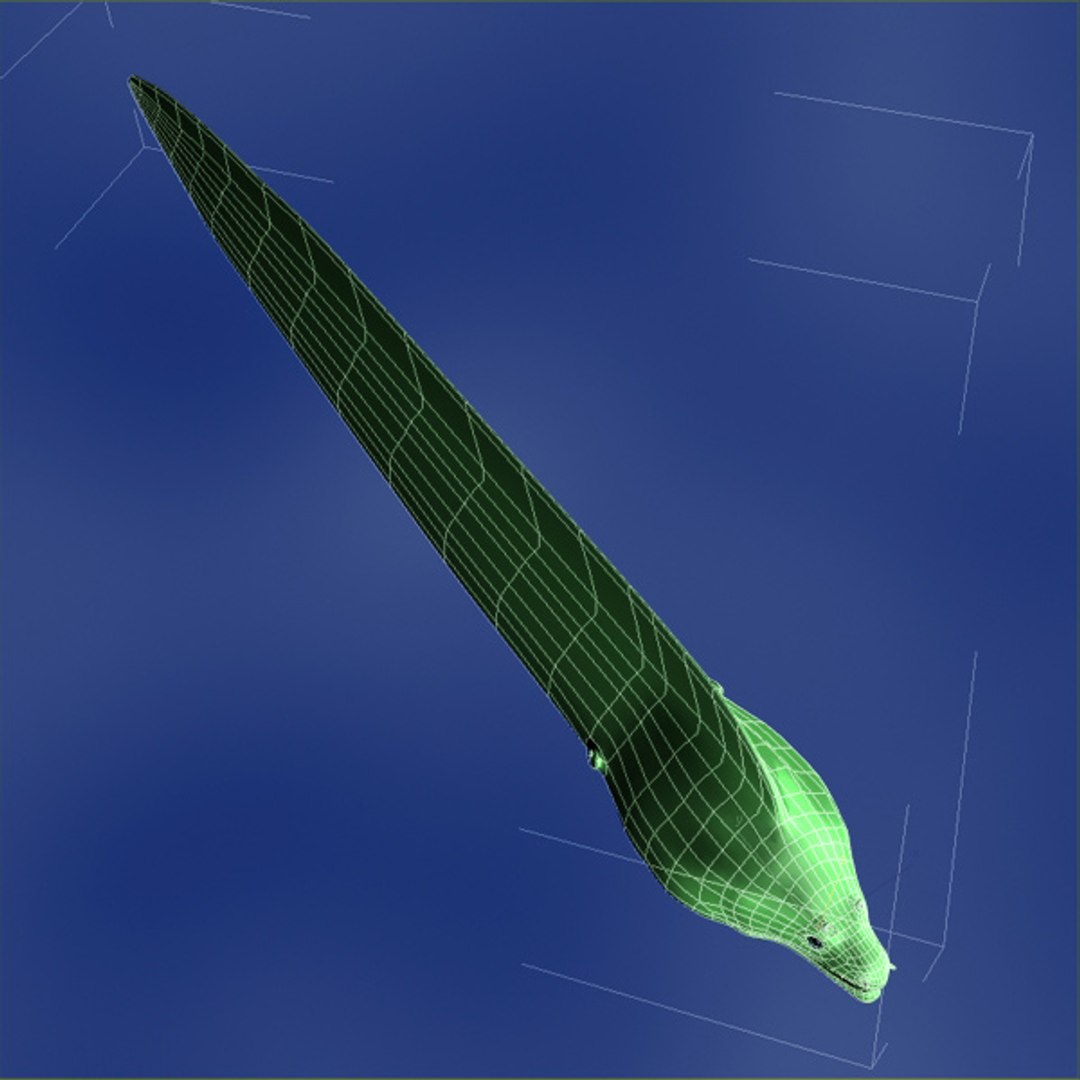 Moray 3d Model