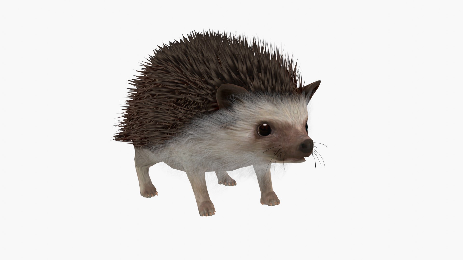 Hedgehog 3D Model - TurboSquid 2345689