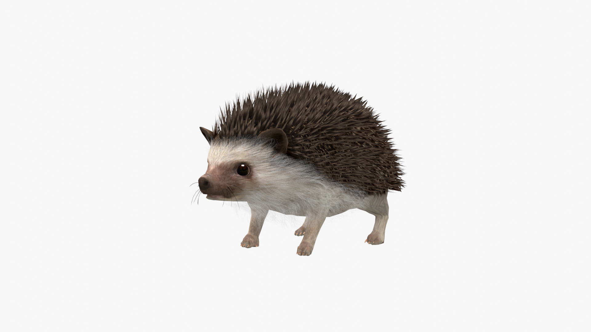 Hedgehog 3D Model - TurboSquid 2345689