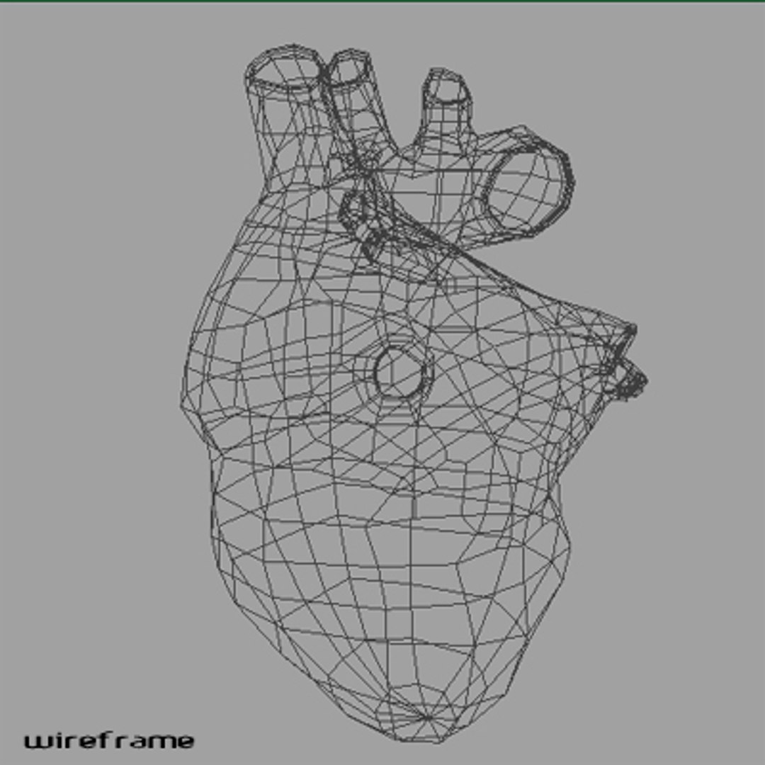 human heart 3d model