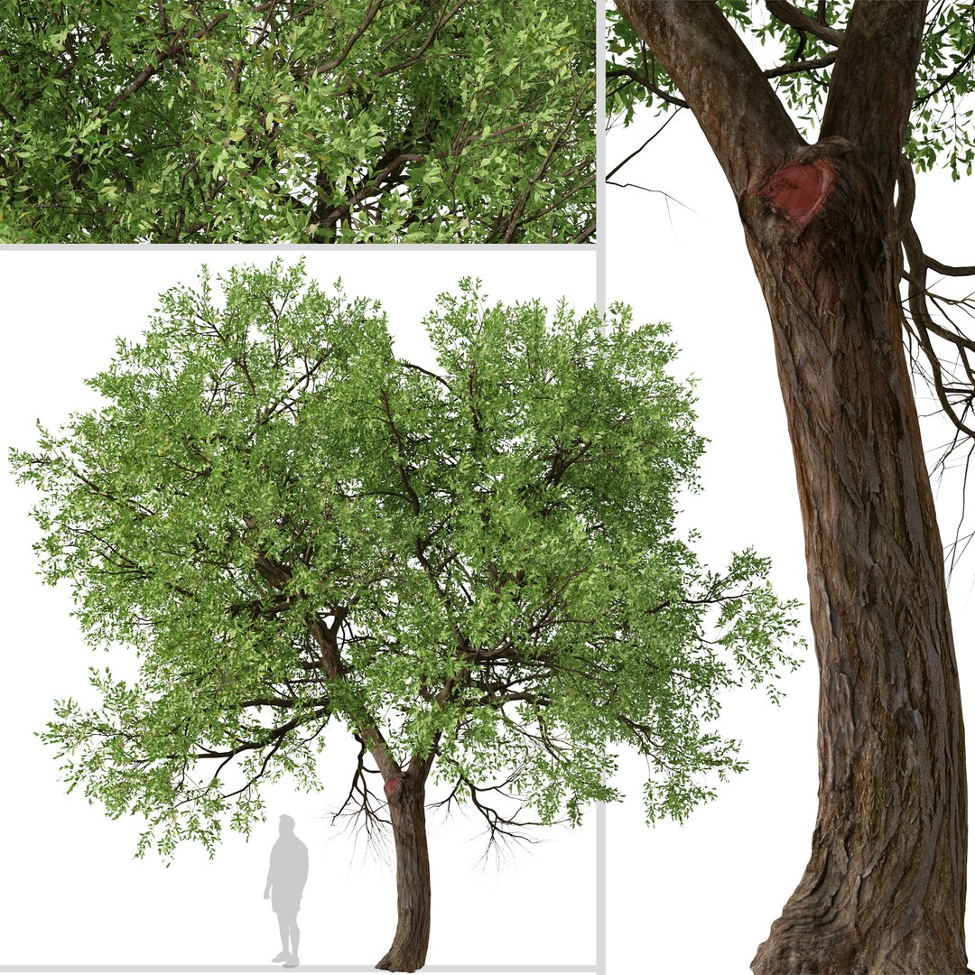 Set Of Maclura Pomifera Or Osage Orange Tree - 2 Trees 3D Model ...