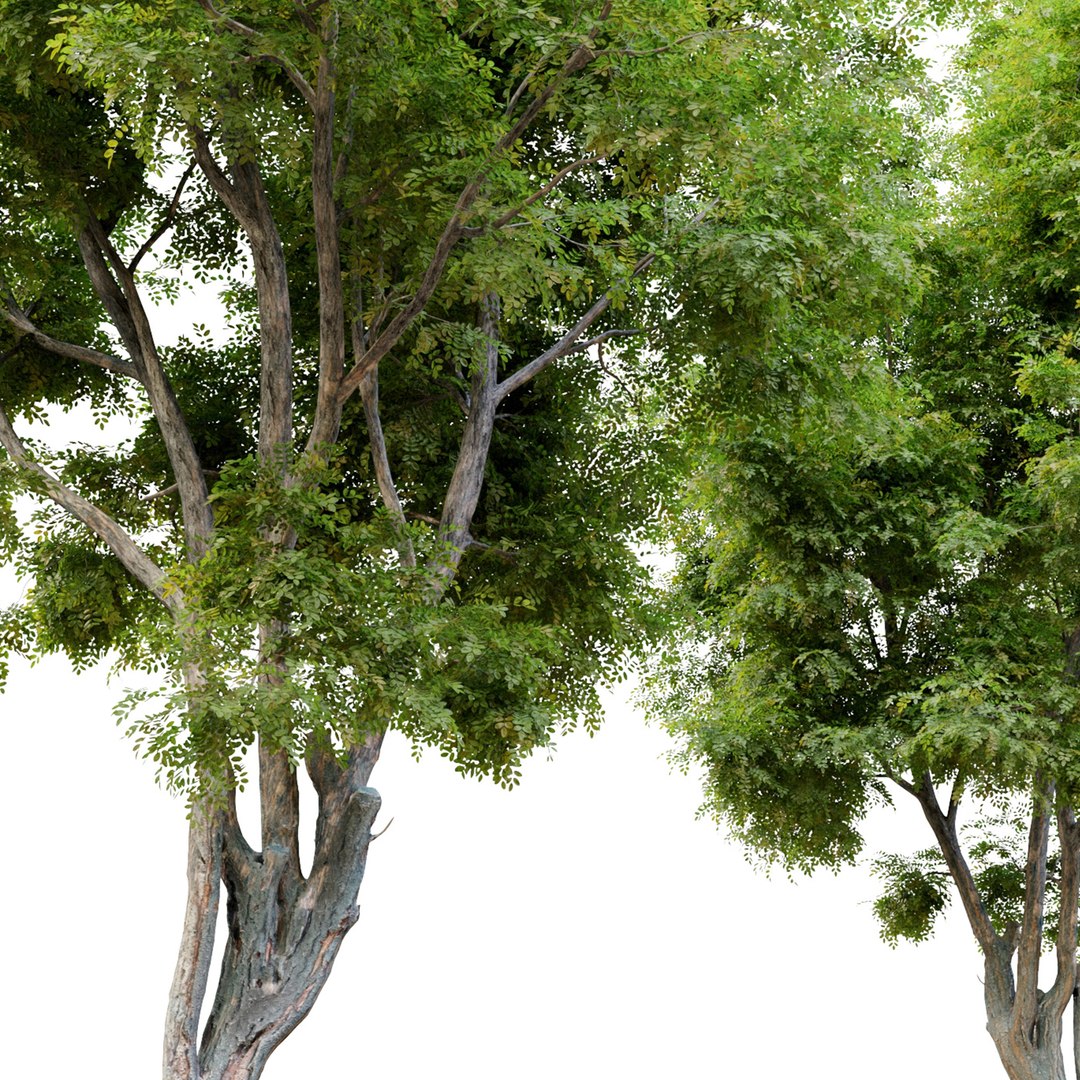 3D Robinia Ambigua Decaisneana - TurboSquid 1954184