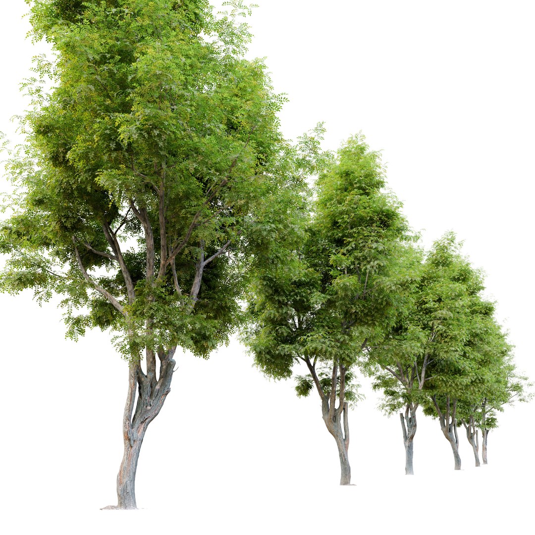 3D Robinia Ambigua Decaisneana - TurboSquid 1954184