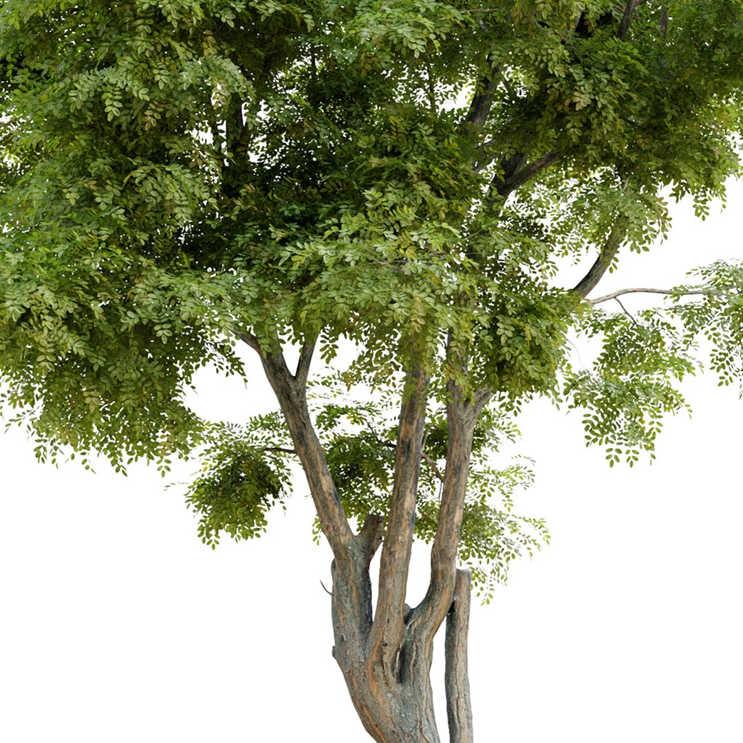 3D Robinia Ambigua Decaisneana - TurboSquid 1954184