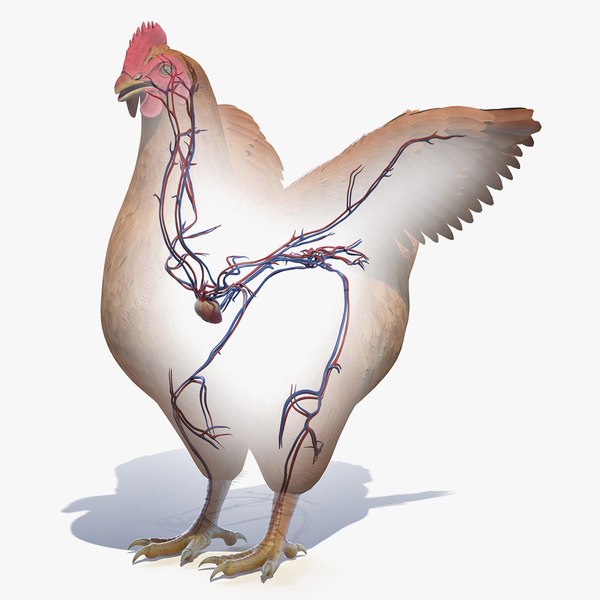Chicken Body Skeleton and Vascular System Static 3D model - TurboSquid ...