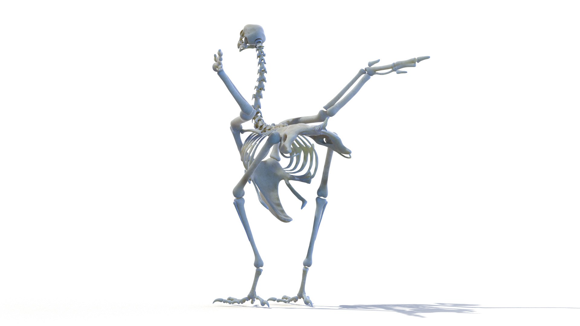 Chicken Body Skeleton and Vascular System Static 3D model - TurboSquid ...
