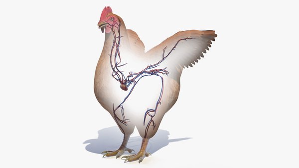 modelo 3d Esqueleto corporal de pollo y sistema vascular estático ...