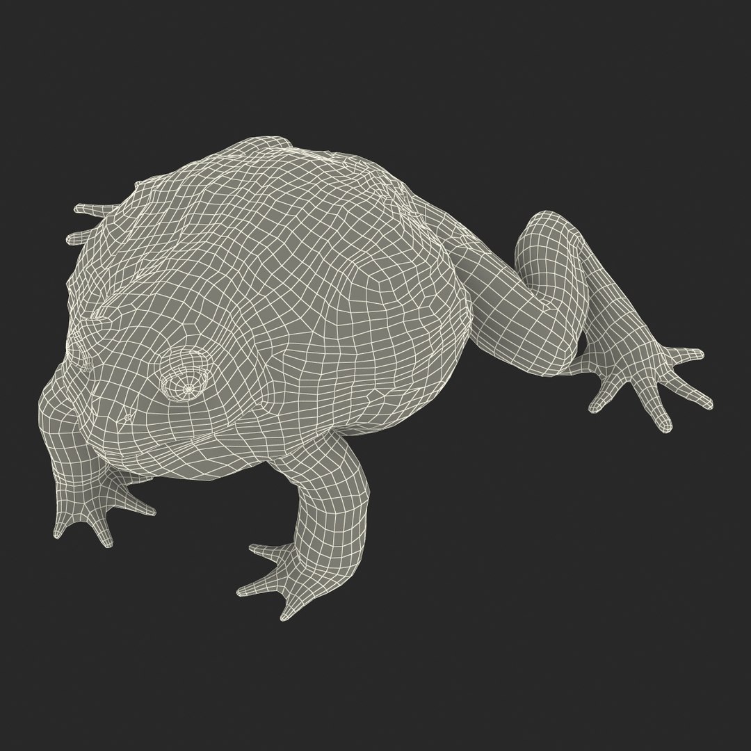 3d model african bullfrog rigged