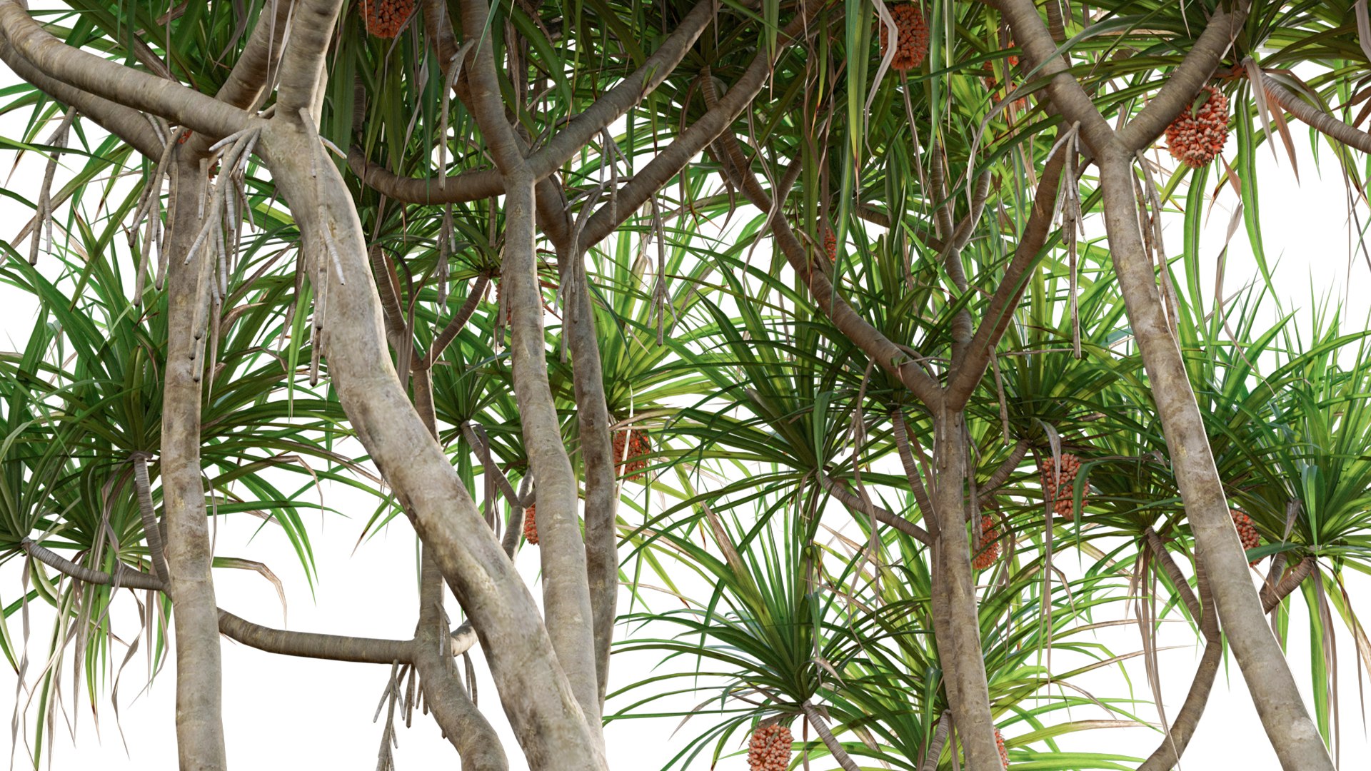 Pandanus Tectorius - Screw Pine 3D Model - TurboSquid 1985788