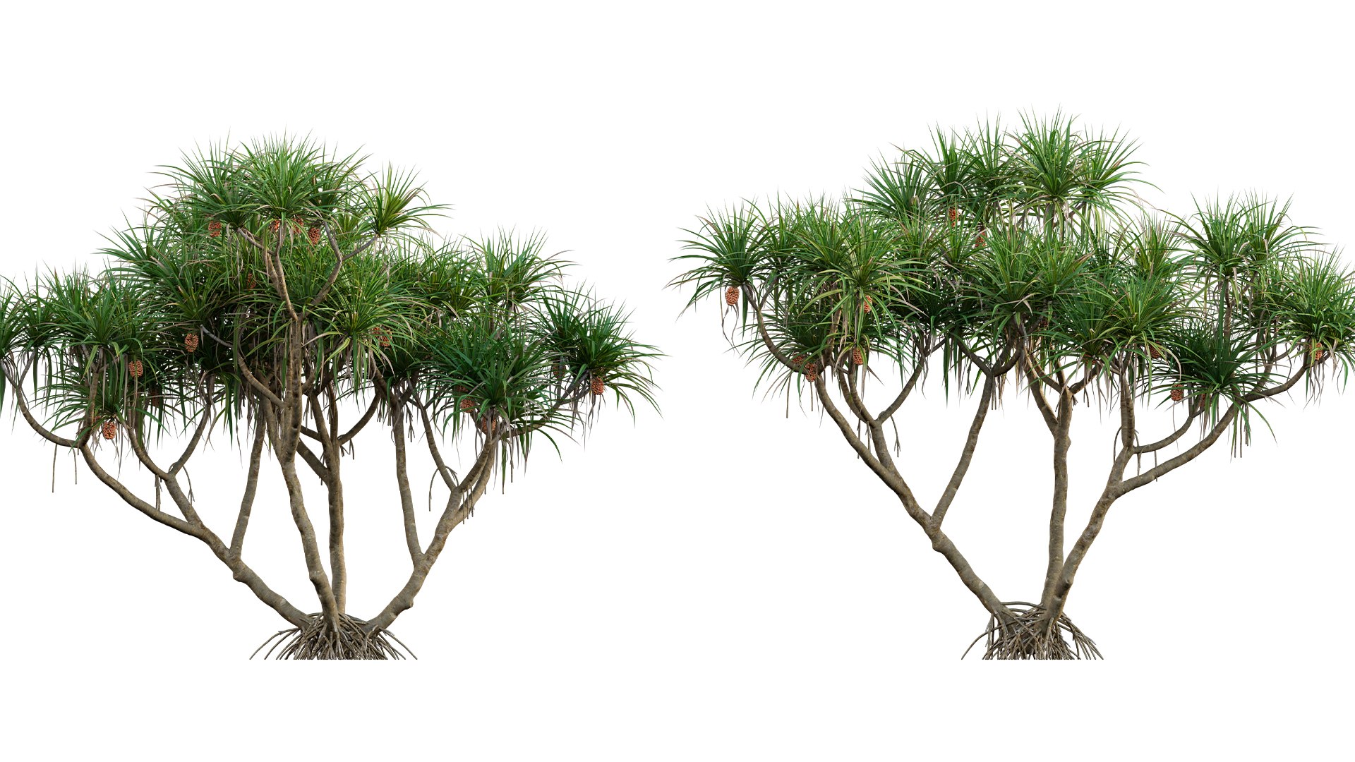 Pandanus Tectorius - Screw Pine 3D Model - TurboSquid 1985788