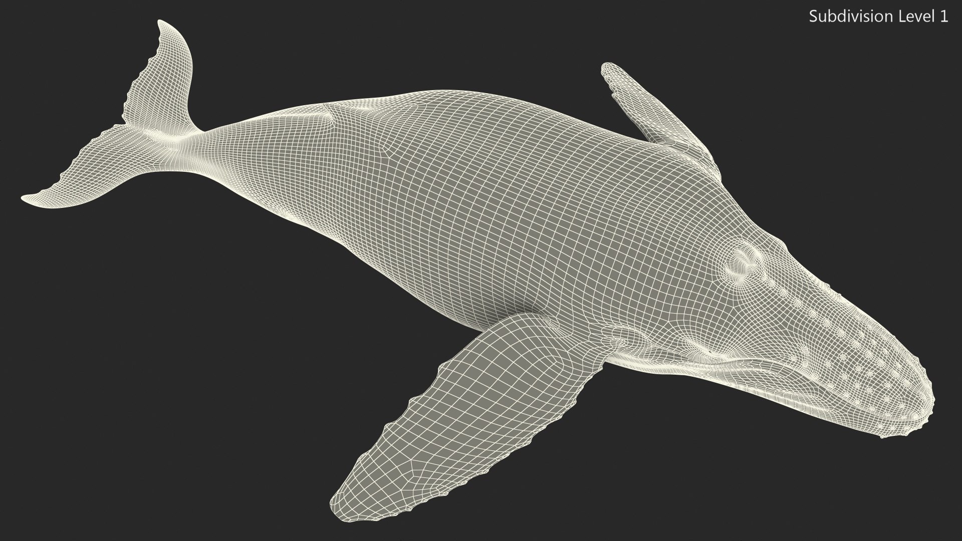 Humpback Whale Or Megaptera Novaeangliae Model - TurboSquid 2271120