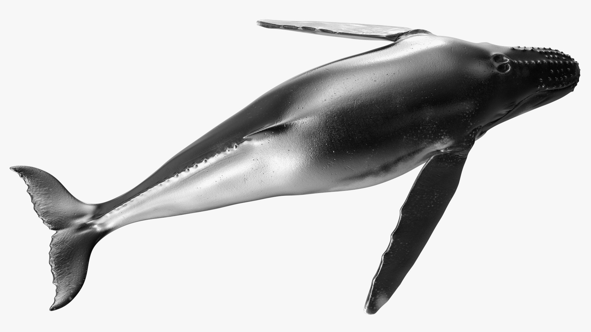 Humpback Whale Or Megaptera Novaeangliae Model - TurboSquid 2271120