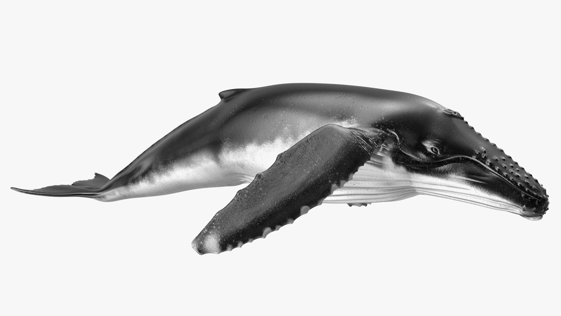 Humpback Whale Or Megaptera Novaeangliae Model - TurboSquid 2271120