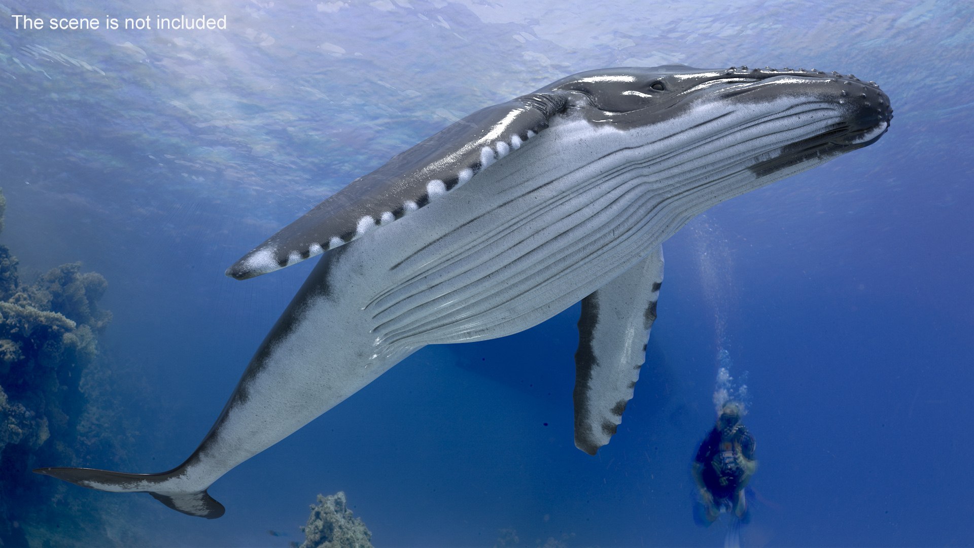 Humpback Whale Or Megaptera Novaeangliae Model - TurboSquid 2271120