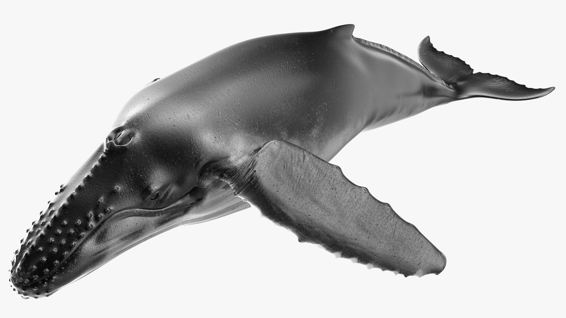 Humpback Whale Or Megaptera Novaeangliae Model - TurboSquid 2271120