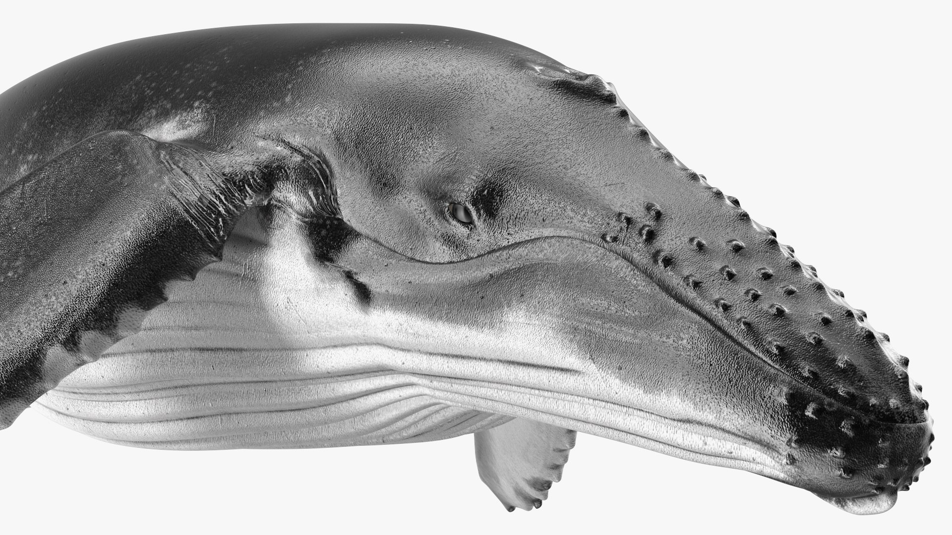 Humpback Whale Or Megaptera Novaeangliae Model - TurboSquid 2271120