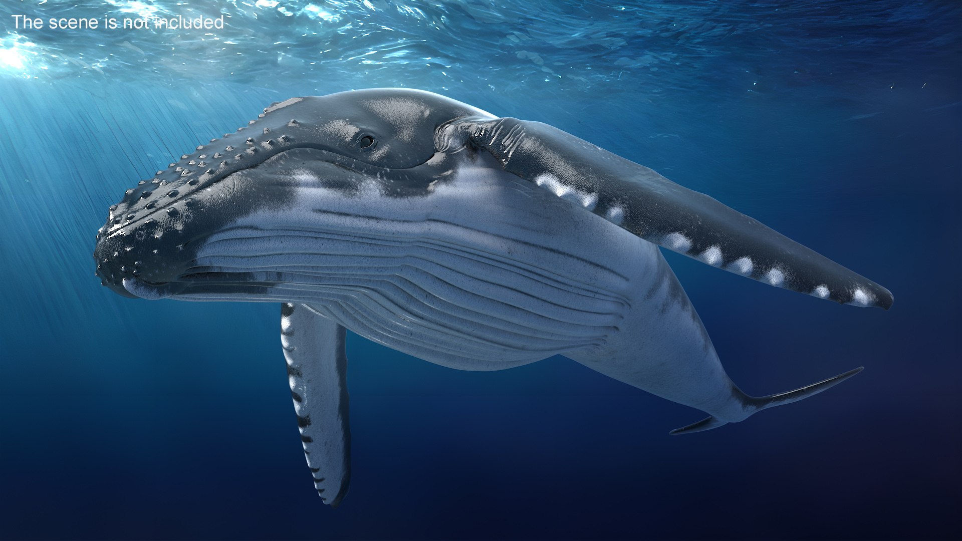 Humpback Whale Or Megaptera Novaeangliae Model - TurboSquid 2271120