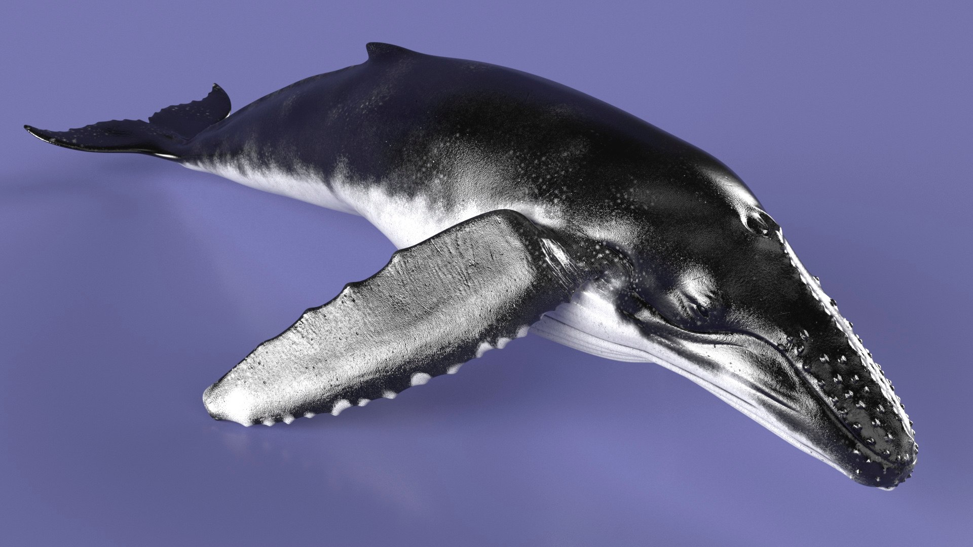 Humpback Whale Or Megaptera Novaeangliae Model - TurboSquid 2271120