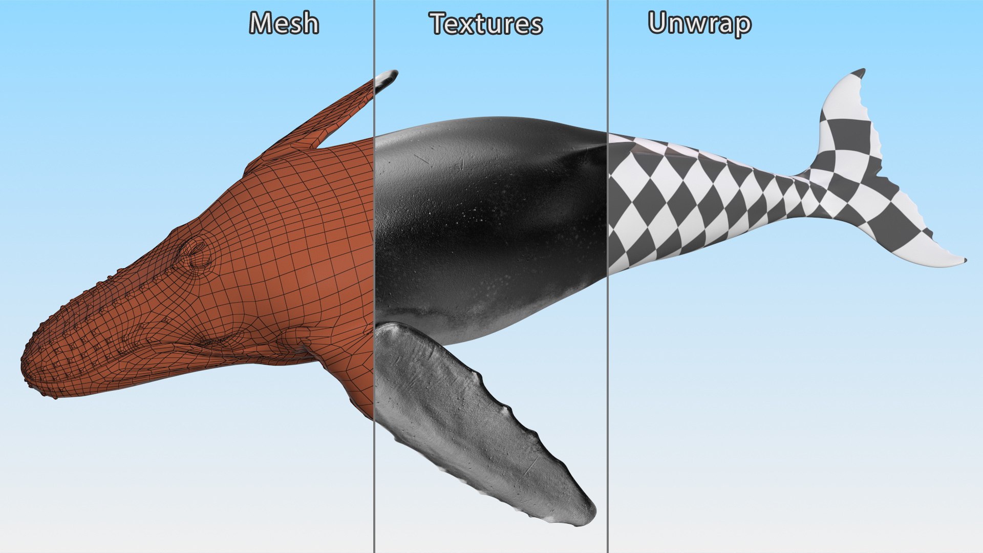 Humpback Whale Or Megaptera Novaeangliae Model - TurboSquid 2271120