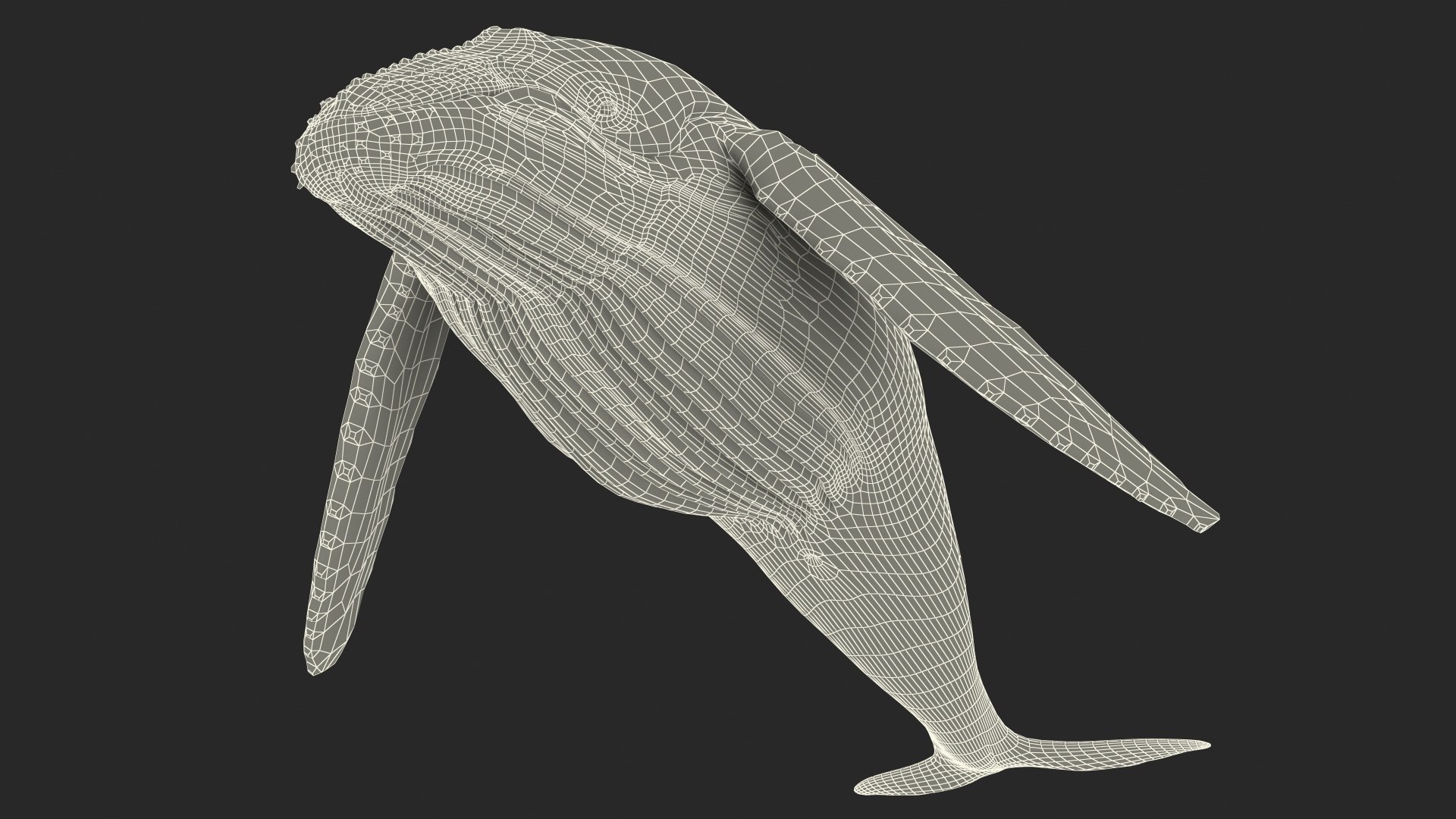 Humpback Whale Or Megaptera Novaeangliae Model - TurboSquid 2271120