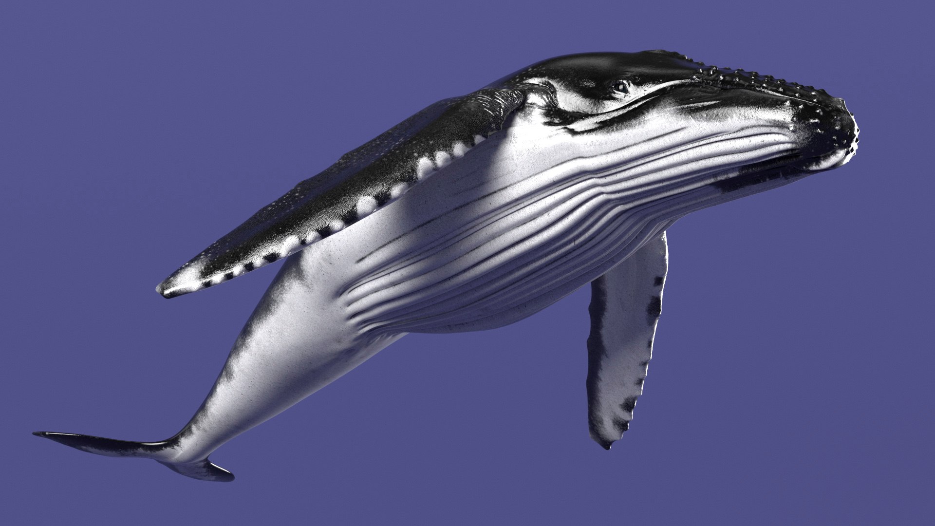 Humpback Whale Or Megaptera Novaeangliae Model - TurboSquid 2271120