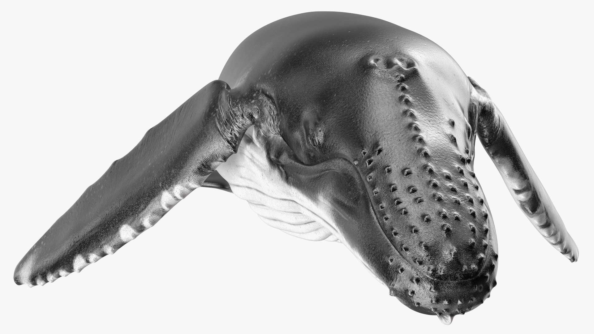 Humpback Whale Or Megaptera Novaeangliae Model - TurboSquid 2271120