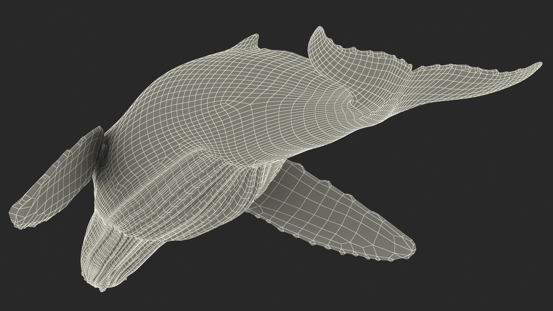 Humpback Whale Or Megaptera Novaeangliae Model - TurboSquid 2271120