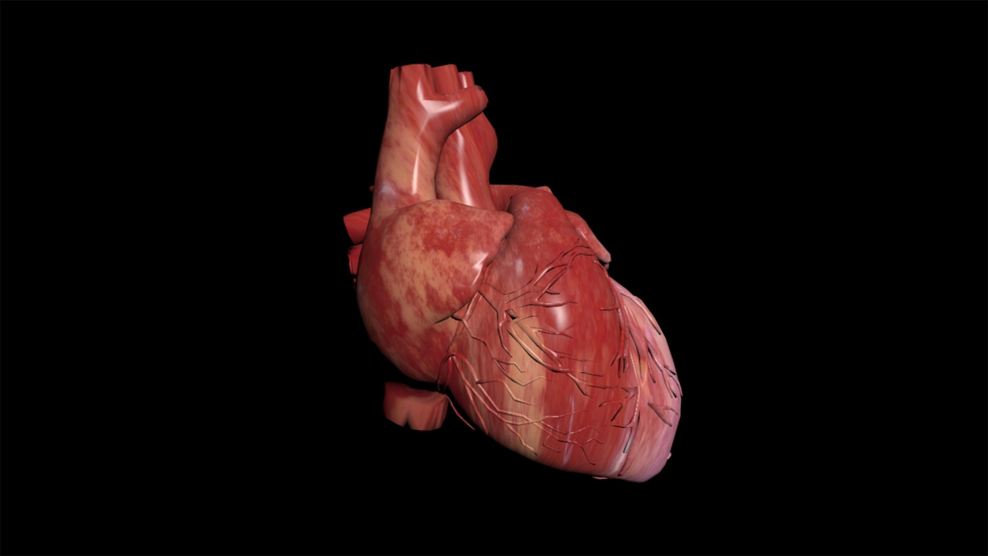 3D Model Human Heart - TurboSquid 1713521
