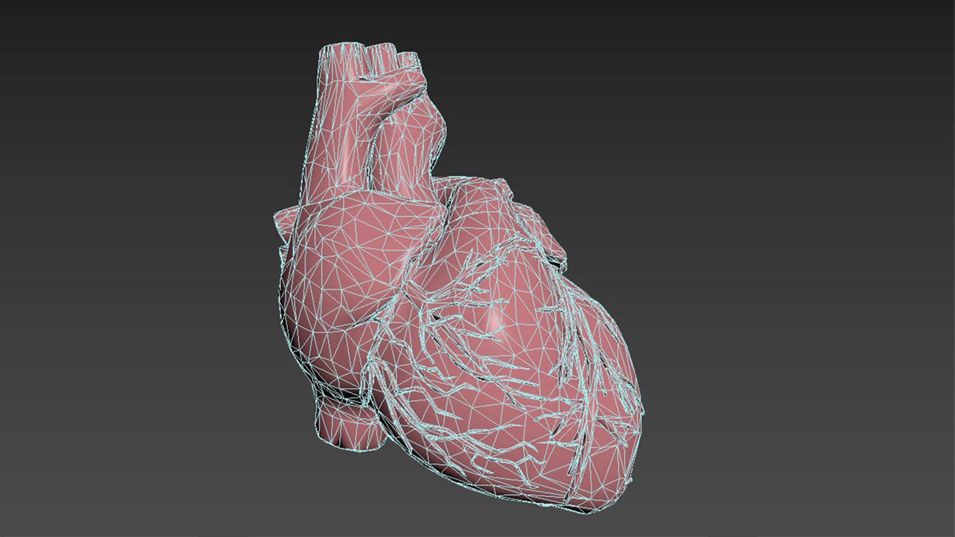 3D Model Human Heart - TurboSquid 1713521